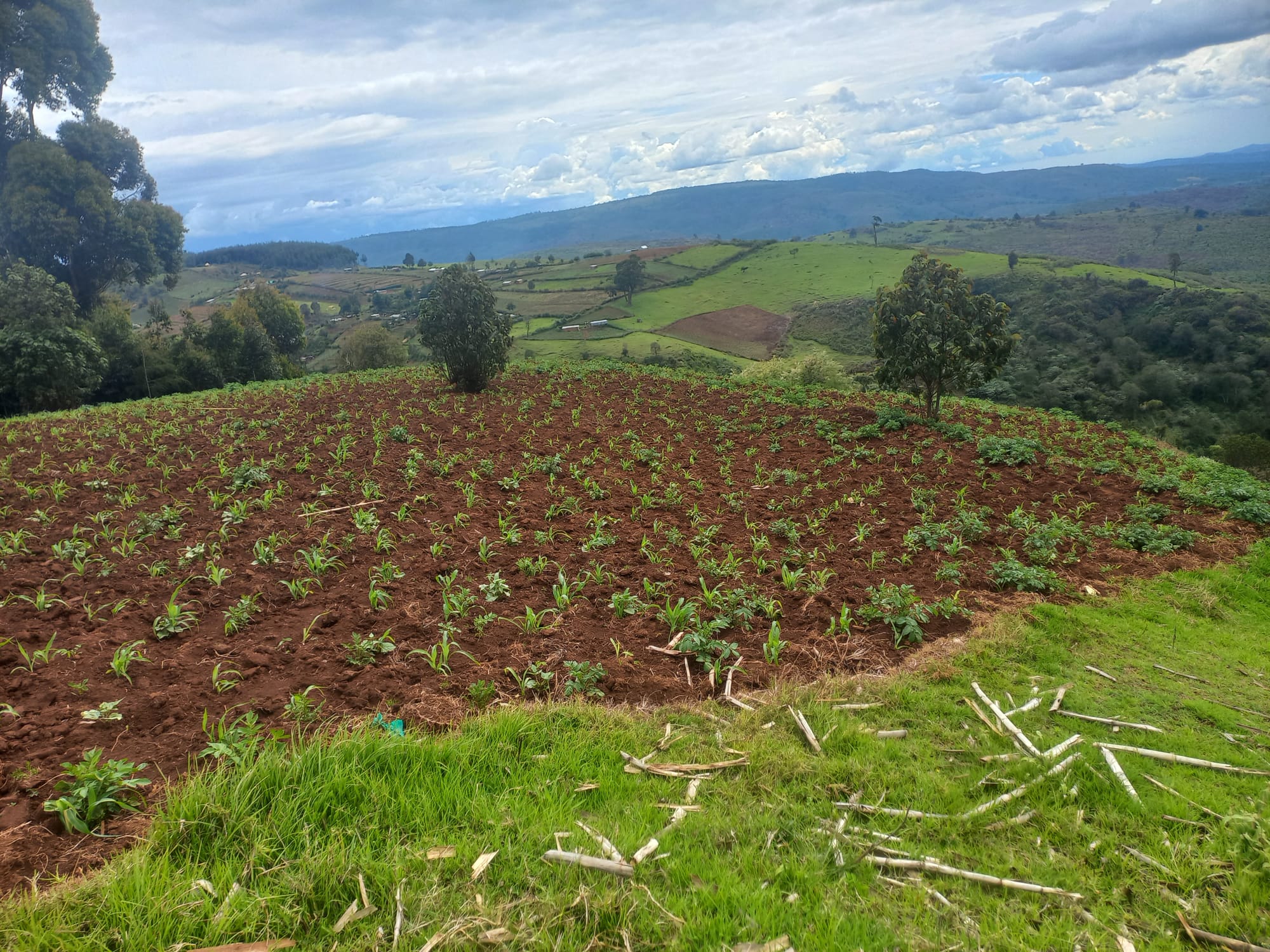 Kiplangat Elisha Portfolio